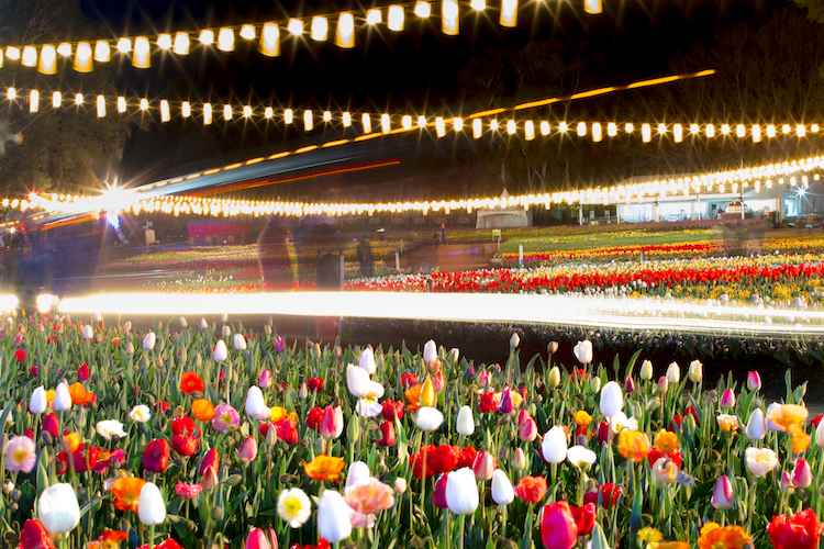 Floriade & Tulip Time - 2024 Tour - Bill Peach Journeys