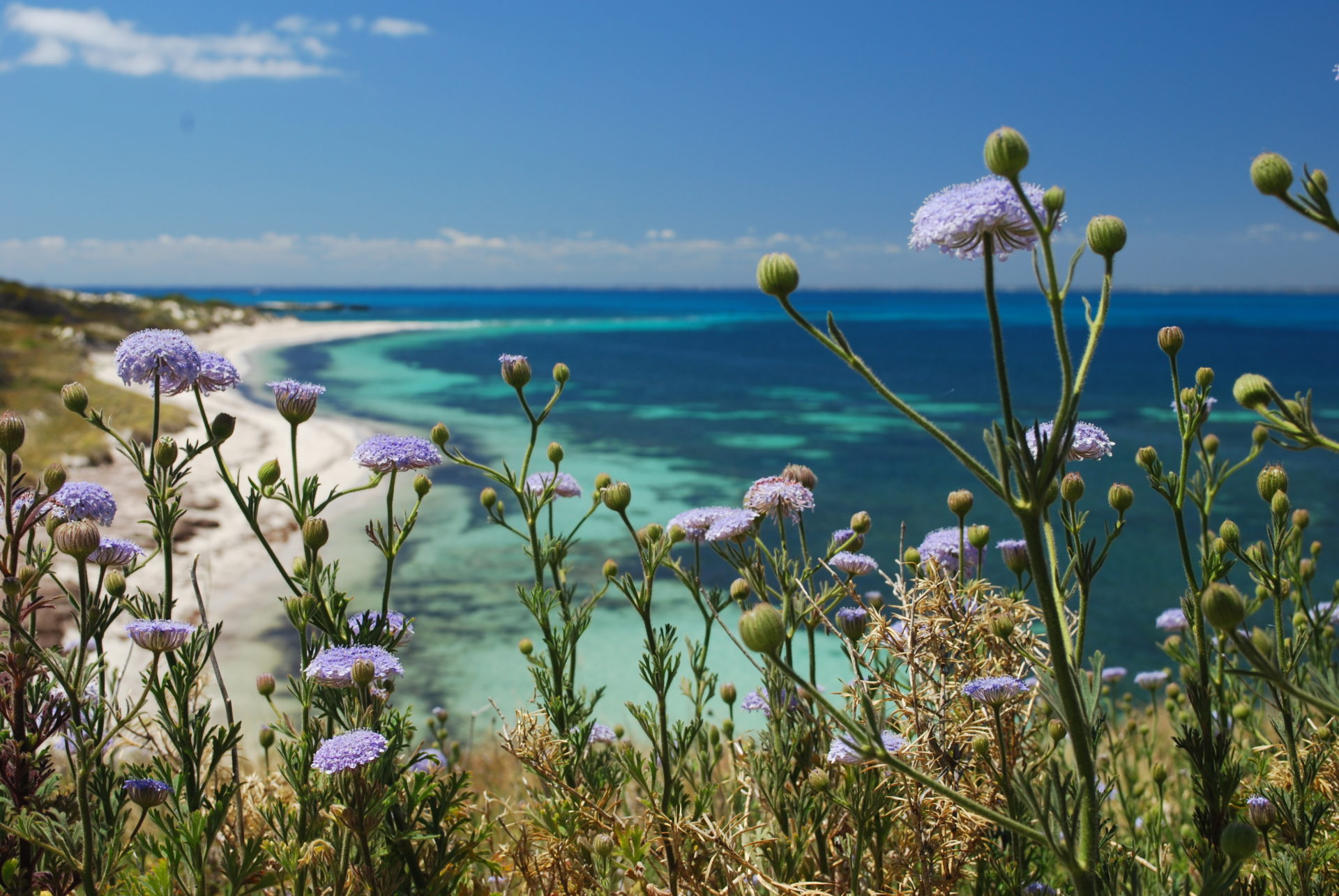 Wildflowers of Perth & Margaret River
