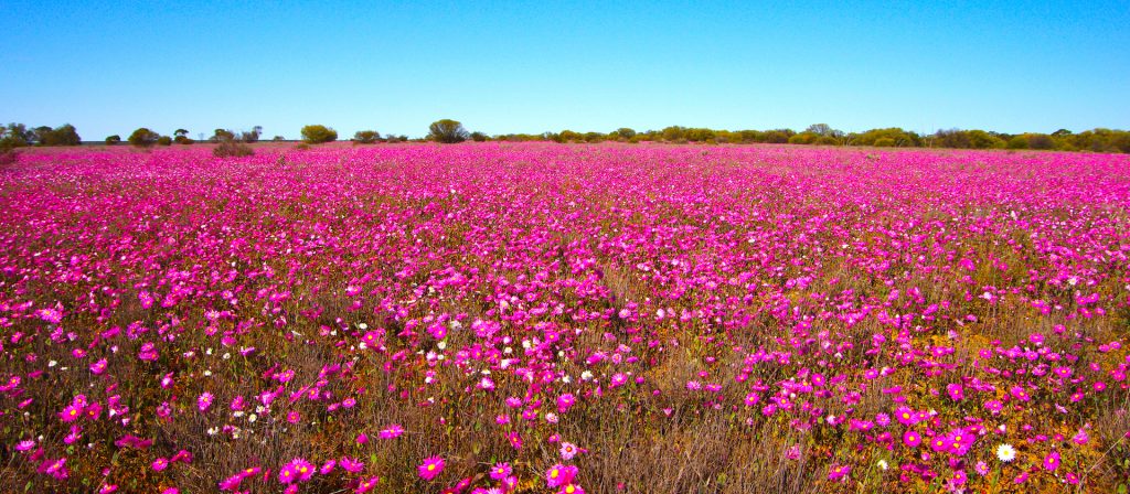 Wildflowers of Perth & Margaret River